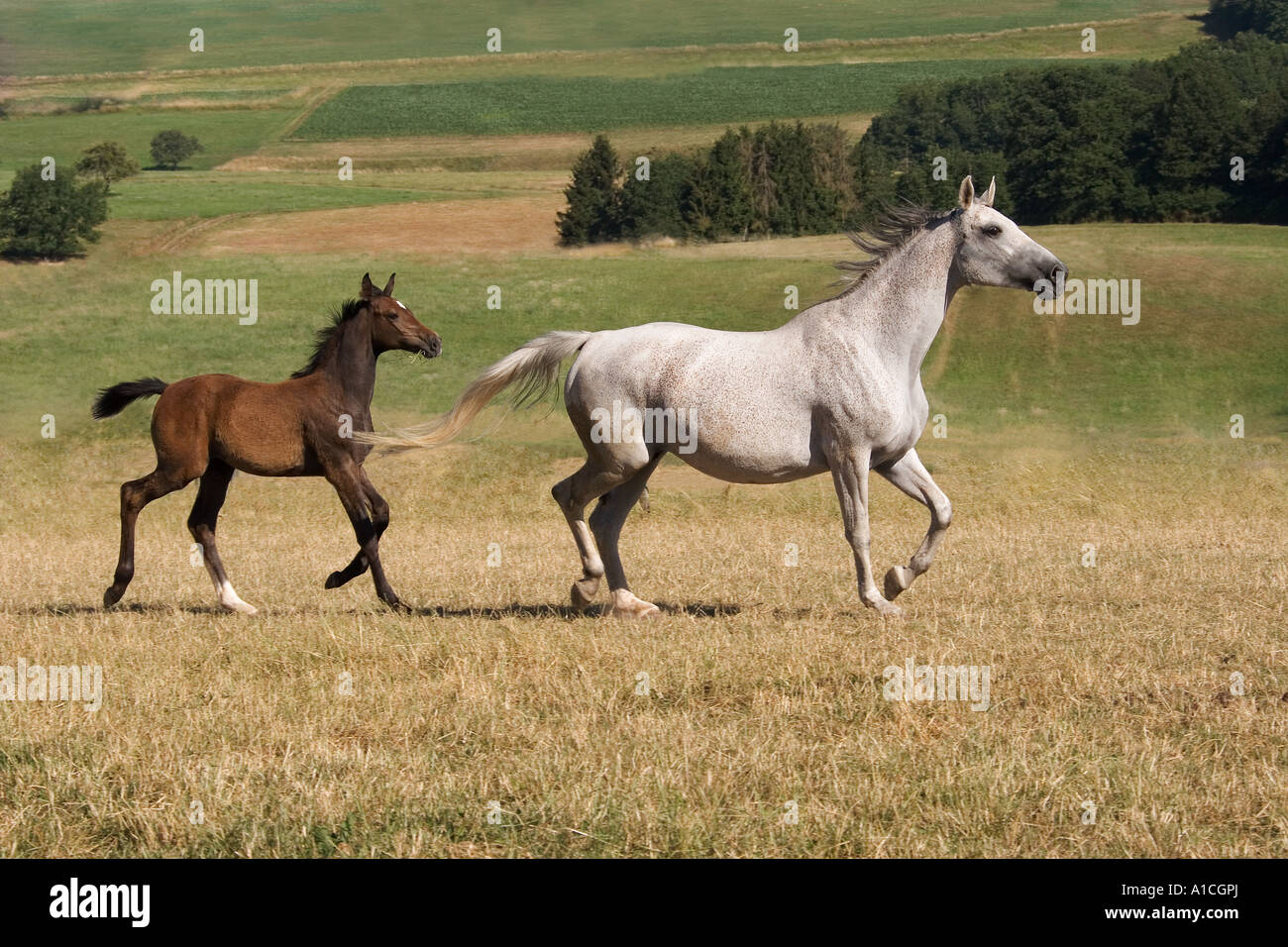Oldenburg - mare with foal Stock Photo - Alamy