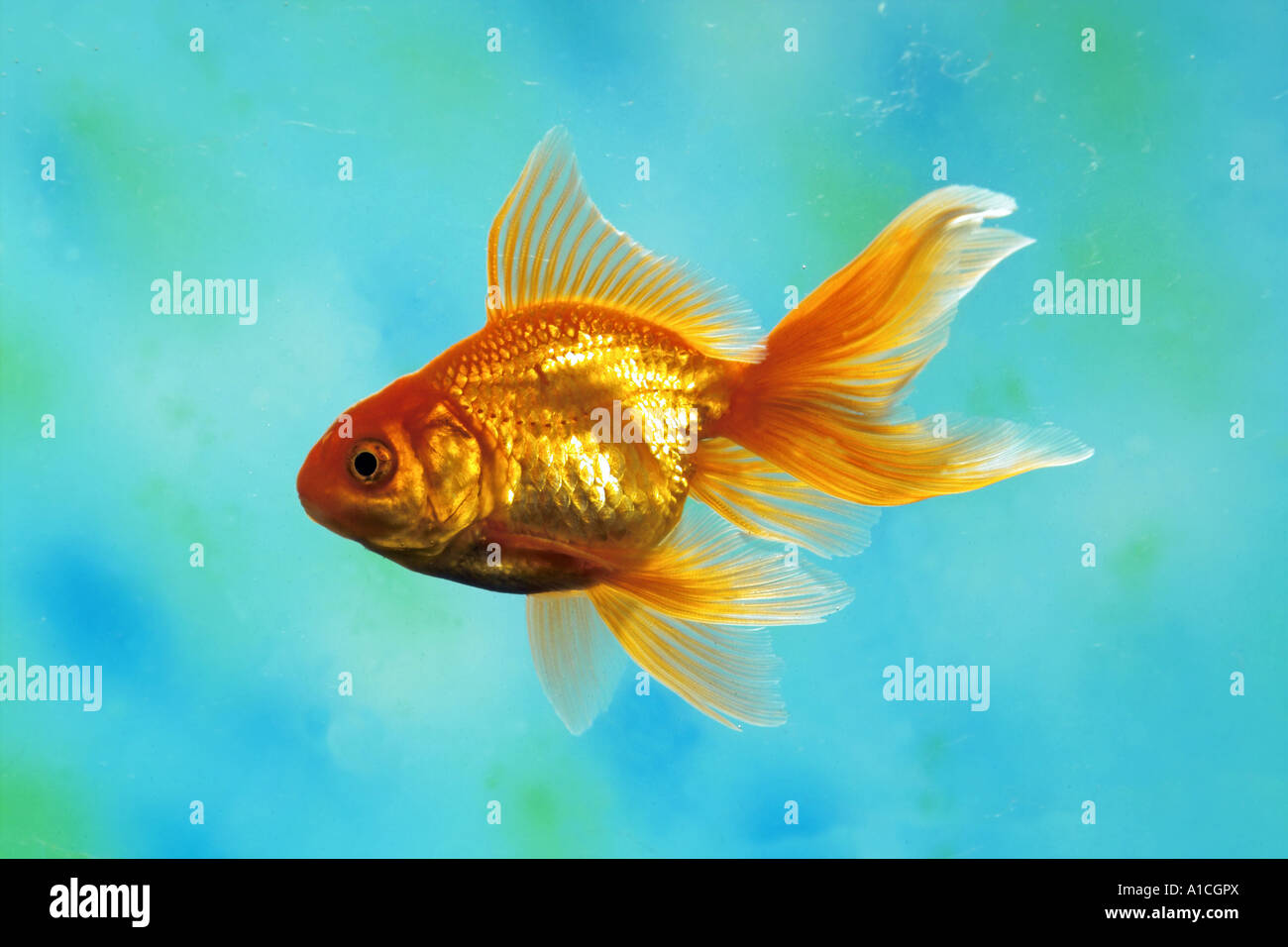 The goldfish hi-res stock photography and images - Alamy
