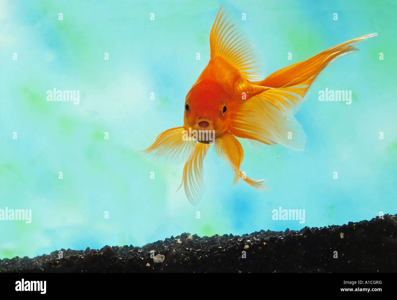 Goldfish (Carassius auratus) in an aquarium. Studio picture Stock Photo ...