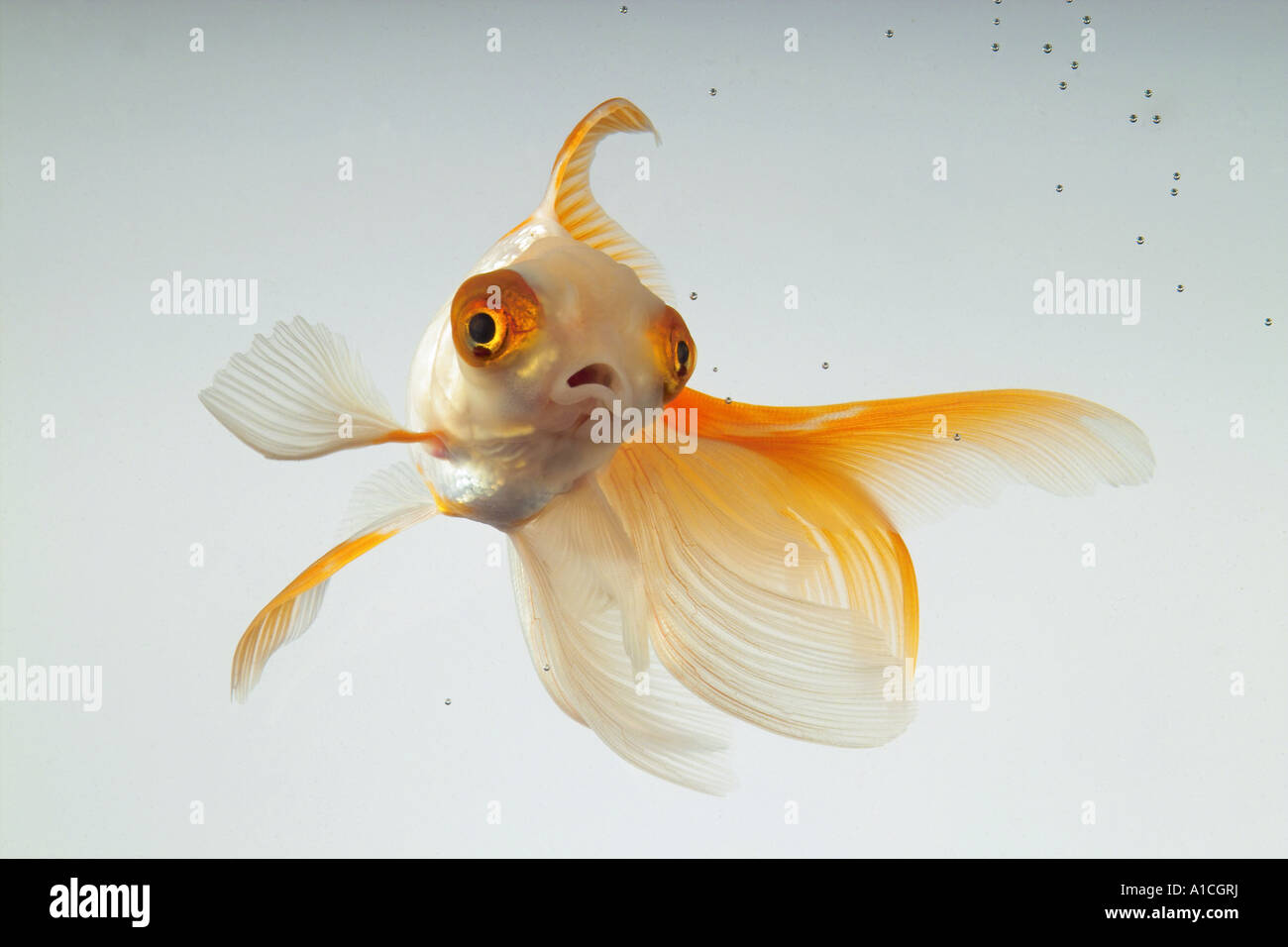 Veiltail goldfish hi-res stock photography and images - Alamy