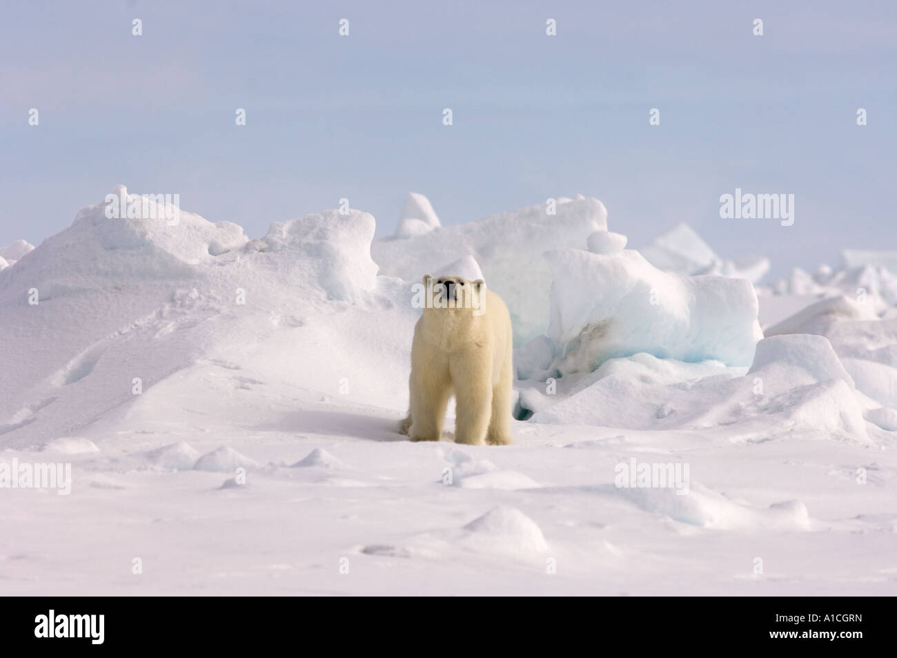 polar bear Ursus maritimus in rough ice on the frozen eastern Chukchi ...