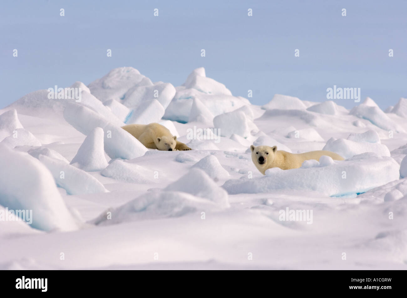 polar bear Ursus maritimus pair resting on rough ice in the frozen ...