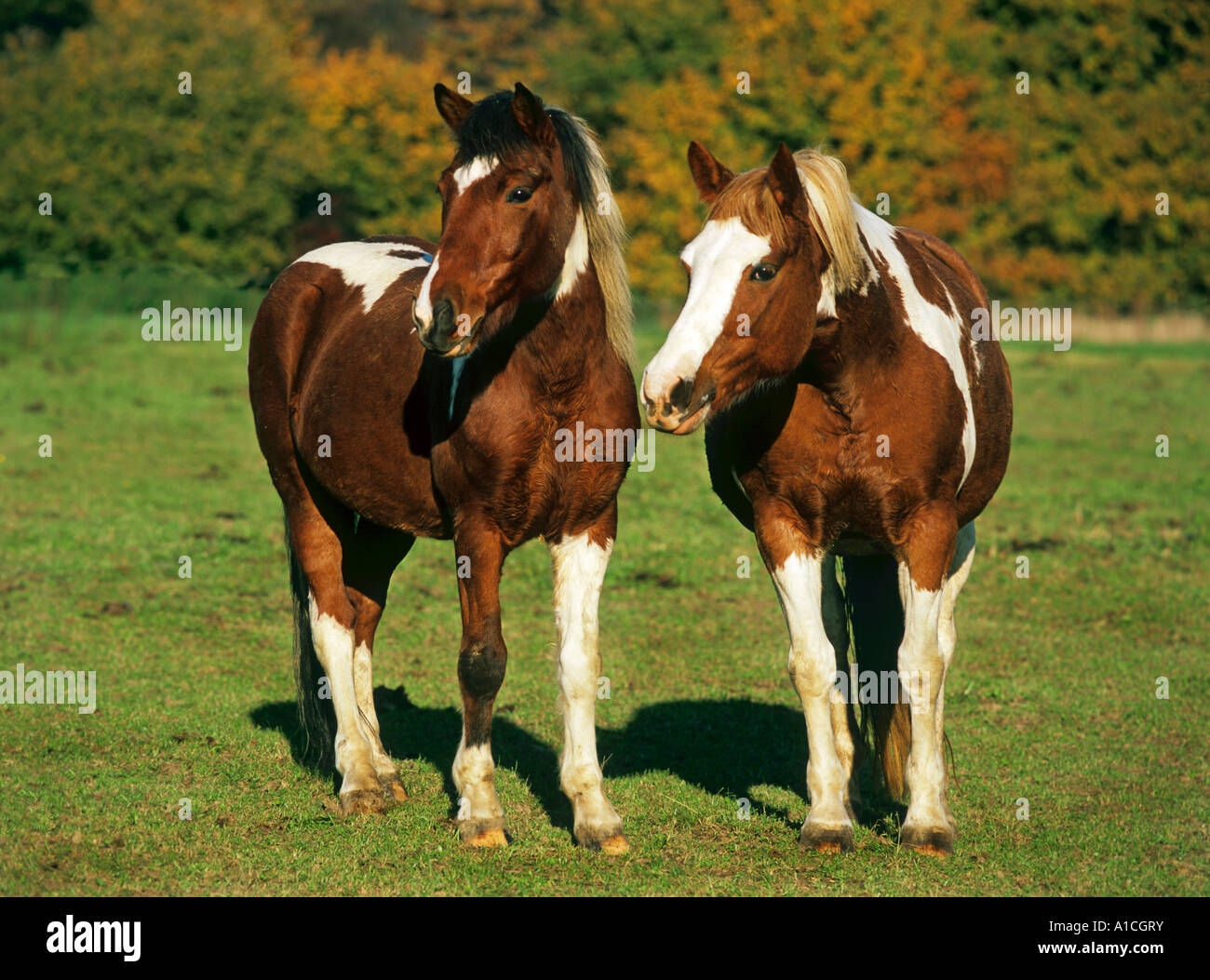 Lewitzer pony hi-res stock photography and images - Alamy