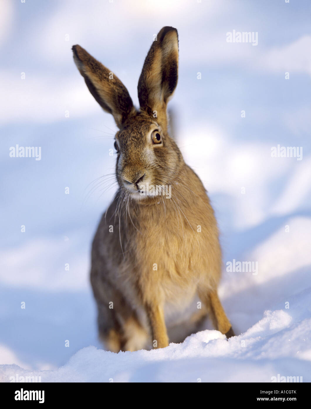 European hare (Lepus europaeus). Adult sitting in snow Stock Photo - Alamy