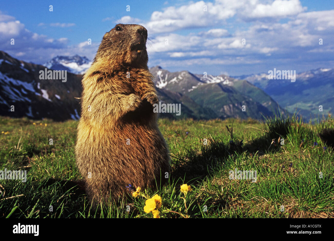 alpine marmot - on meadow / Marmota marmota Stock Photo - Alamy