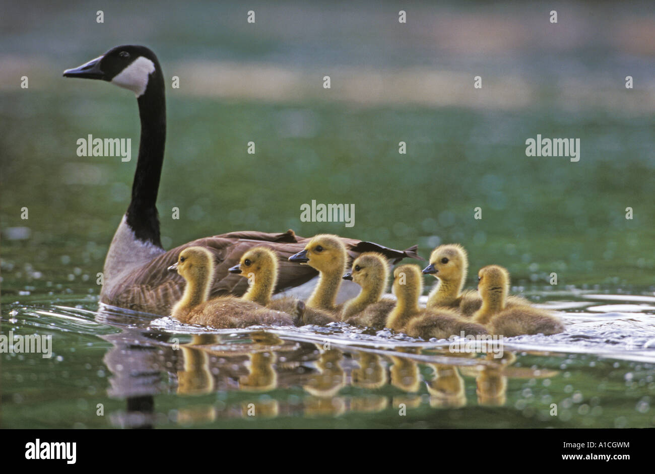 Canada goose with squabs / Branta canadensis Stock Photo - Alamy