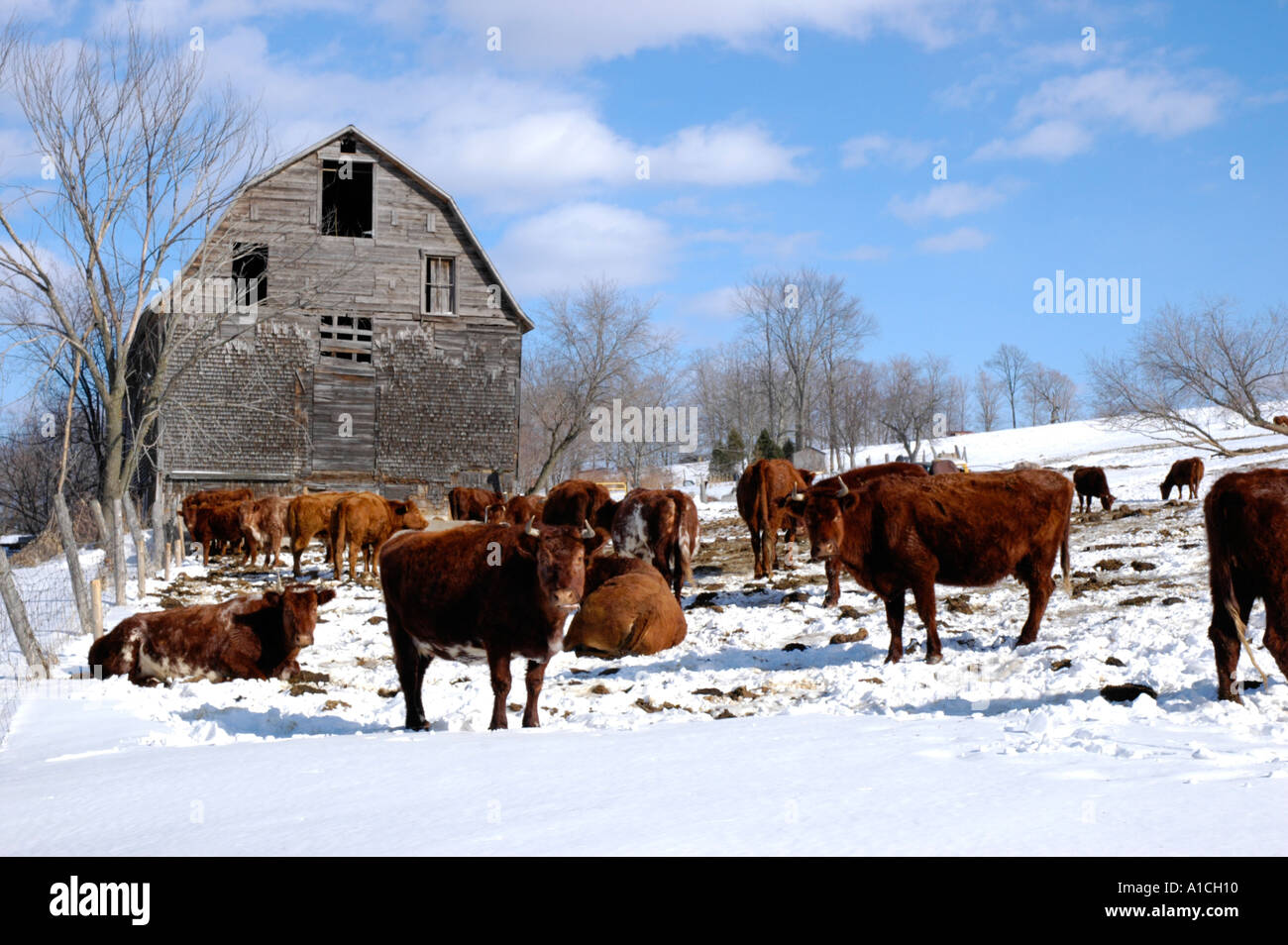 Beef Cows In Winter