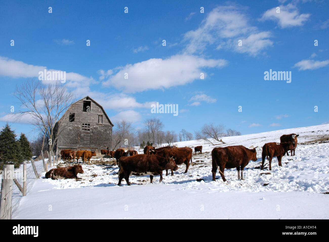 Beef cattle in snow by old wooden barn with clouds moving through a ...