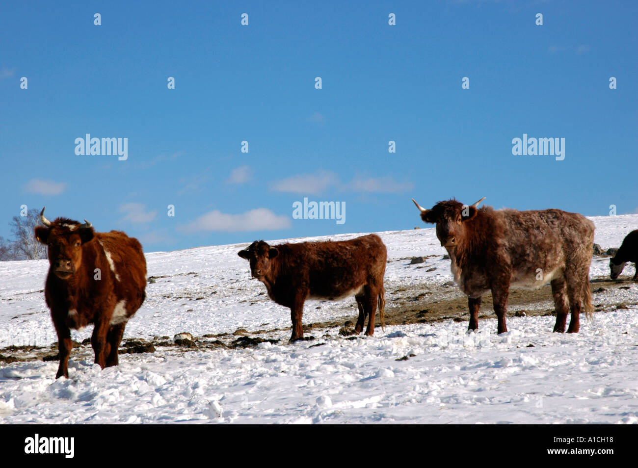 Beef cattle in snow by old wooden barn with clouds moving through a ...
