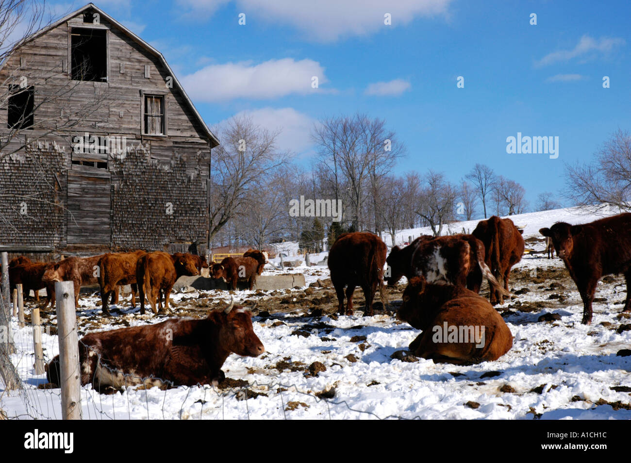 Beef cattle in snow by old wooden barn with clouds moving through a ...