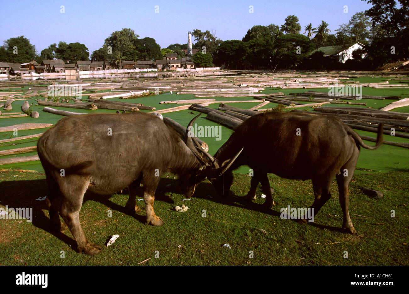 Myanmar Burma Mandalay water buffalo grazing by teak logs in sawmill ...