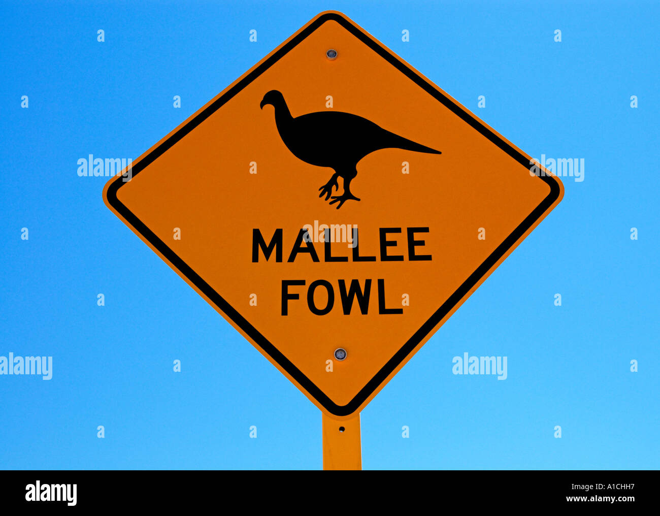 Mallee fowl hi-res stock photography and images - Alamy