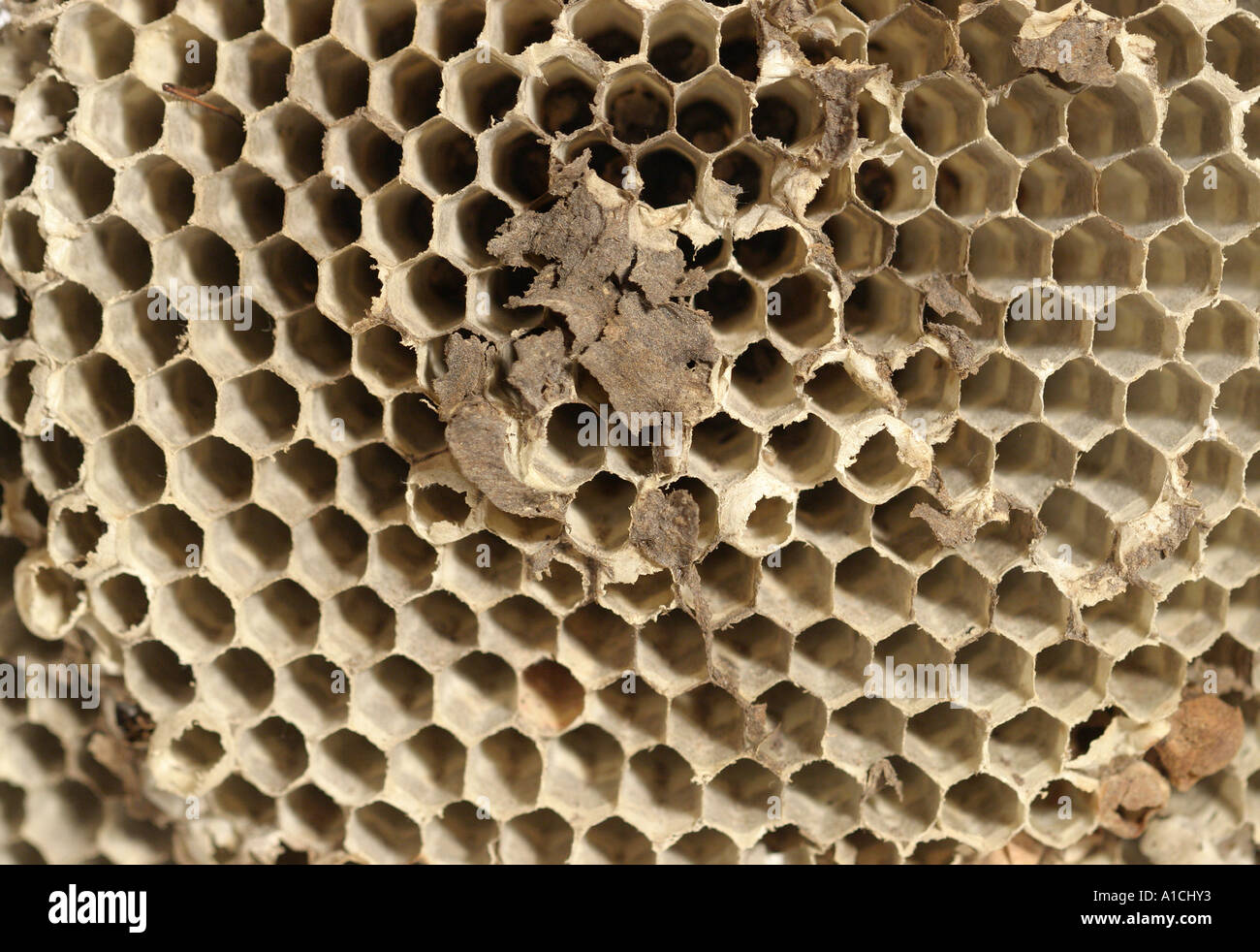 Beehive interior Stock Photo - Alamy