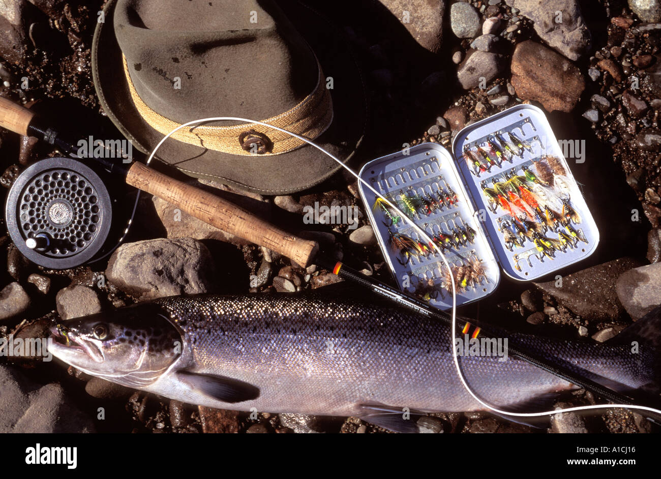 Grilse fishing hi-res stock photography and images - Alamy