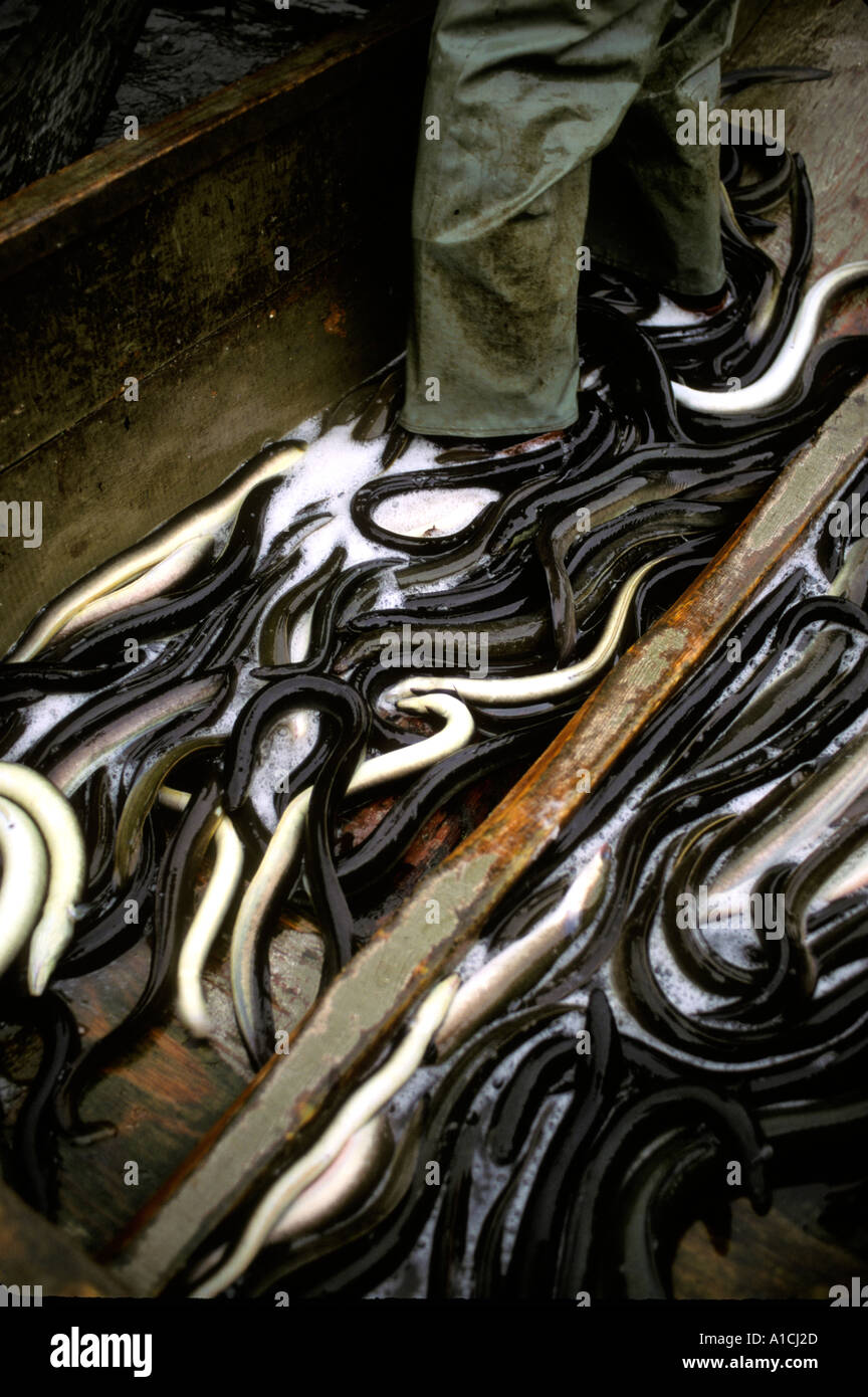 Catch of American eels on the St John River New Brunswick Canada in the ...