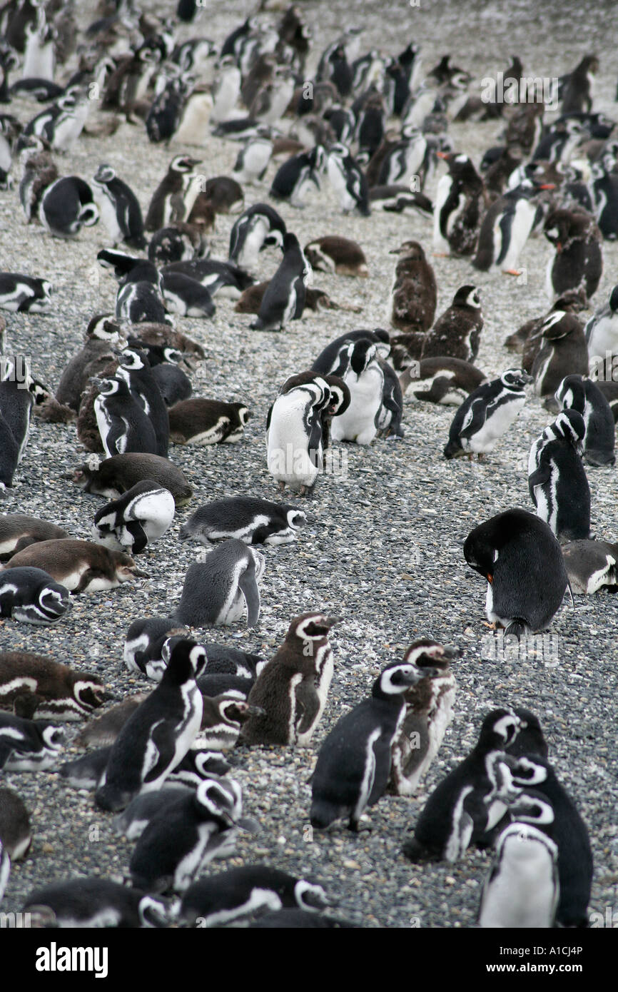 Penguins crowd onto beach in Ushuaia, Argentina, closest land to ...