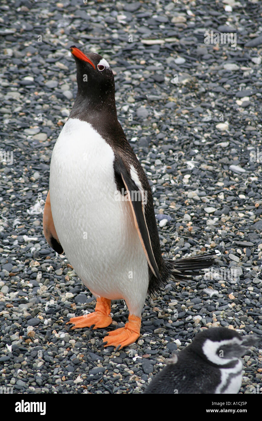 Gentoo penguin & offspring, Scientific name: Pygoscelis papua. Off ...