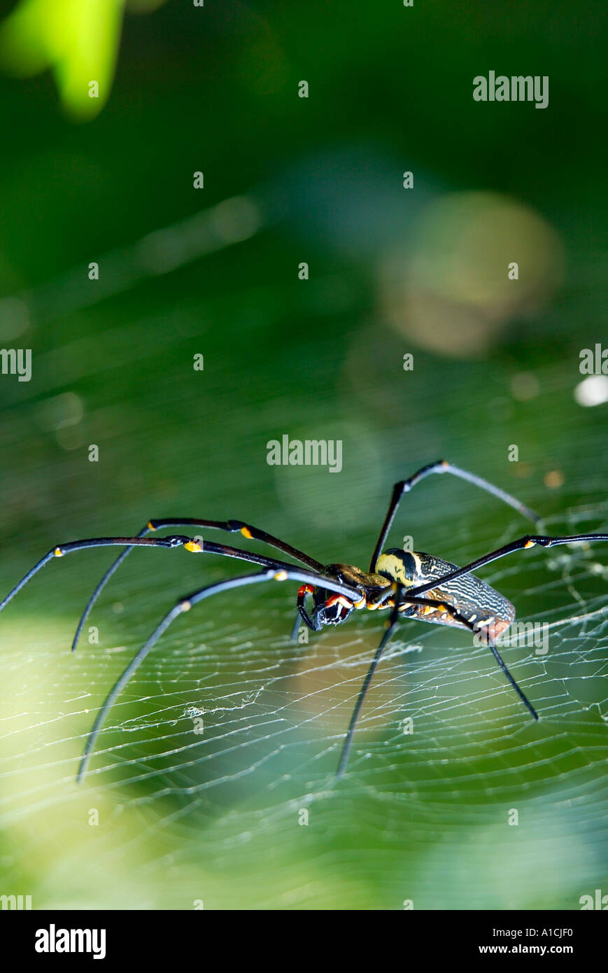 Large black and yellow tropical spider in web Pulau Pangkor island ...