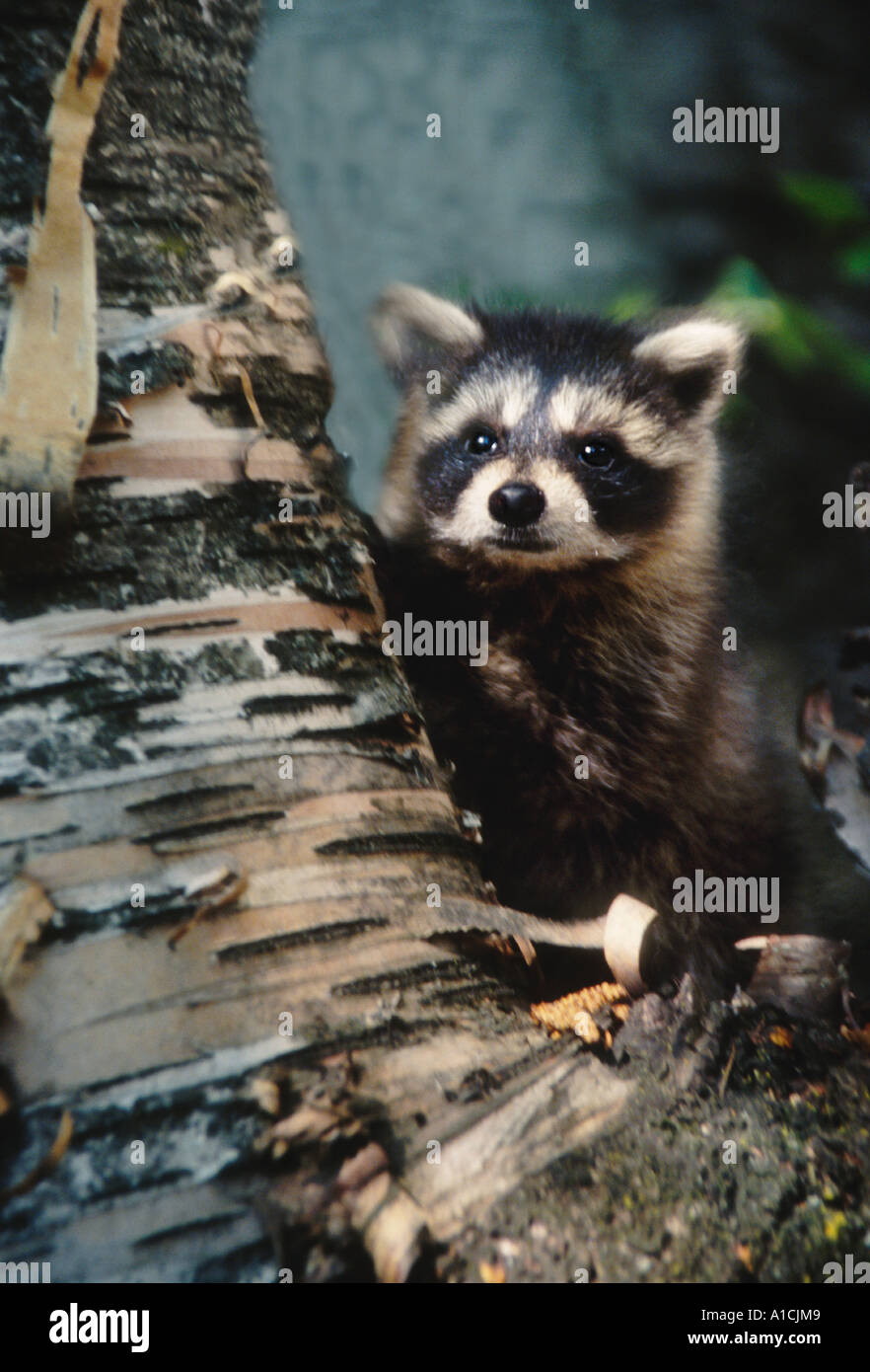 Raccoon den hi-res stock photography and images - Alamy