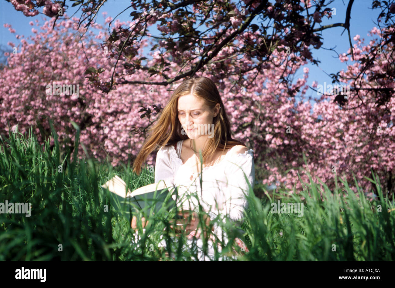 Woman Reading beneath Blossom Tree Stock Photo - Alamy
