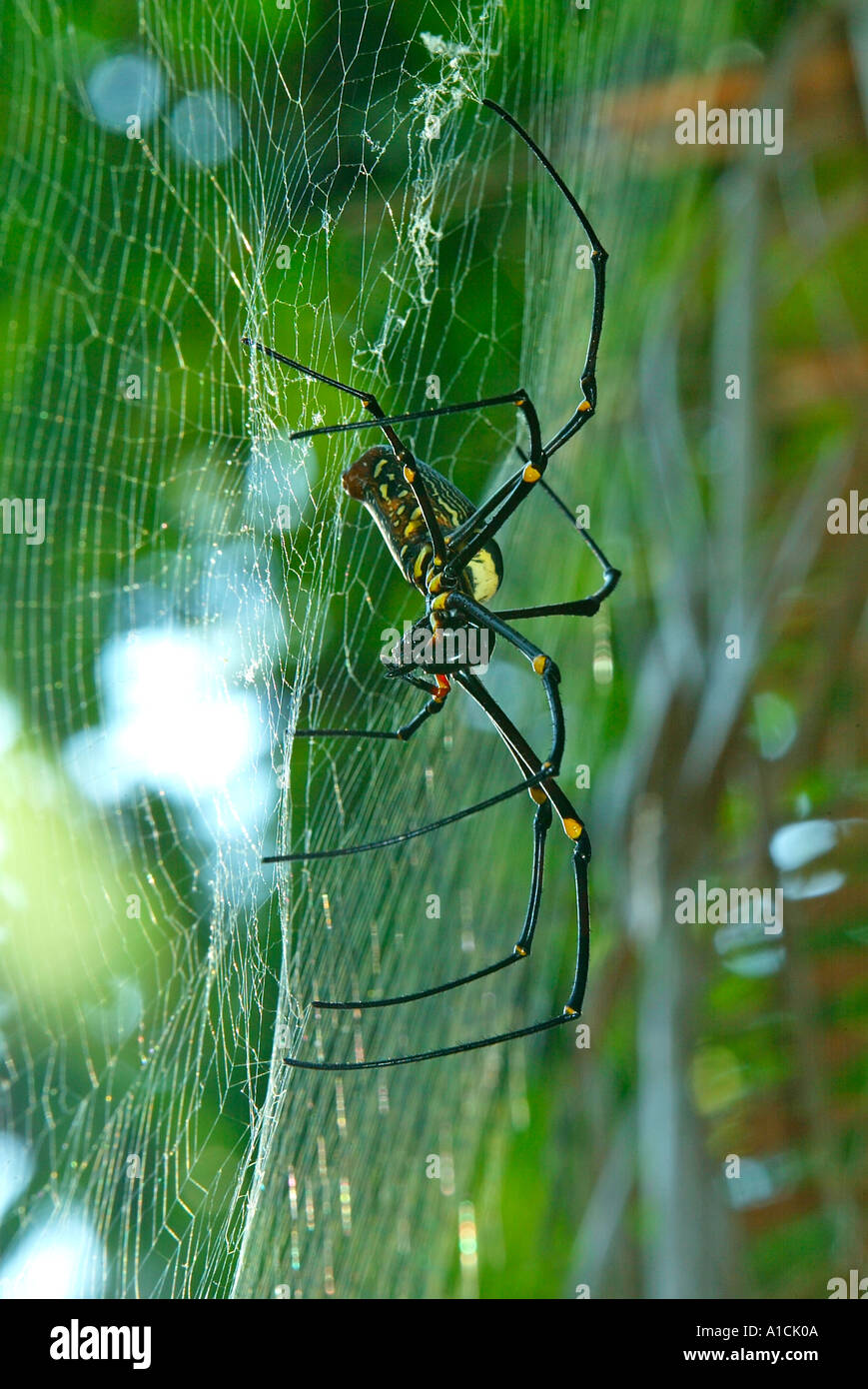 Large black and yellow tropical spider in web Pulau Pangkor island ...