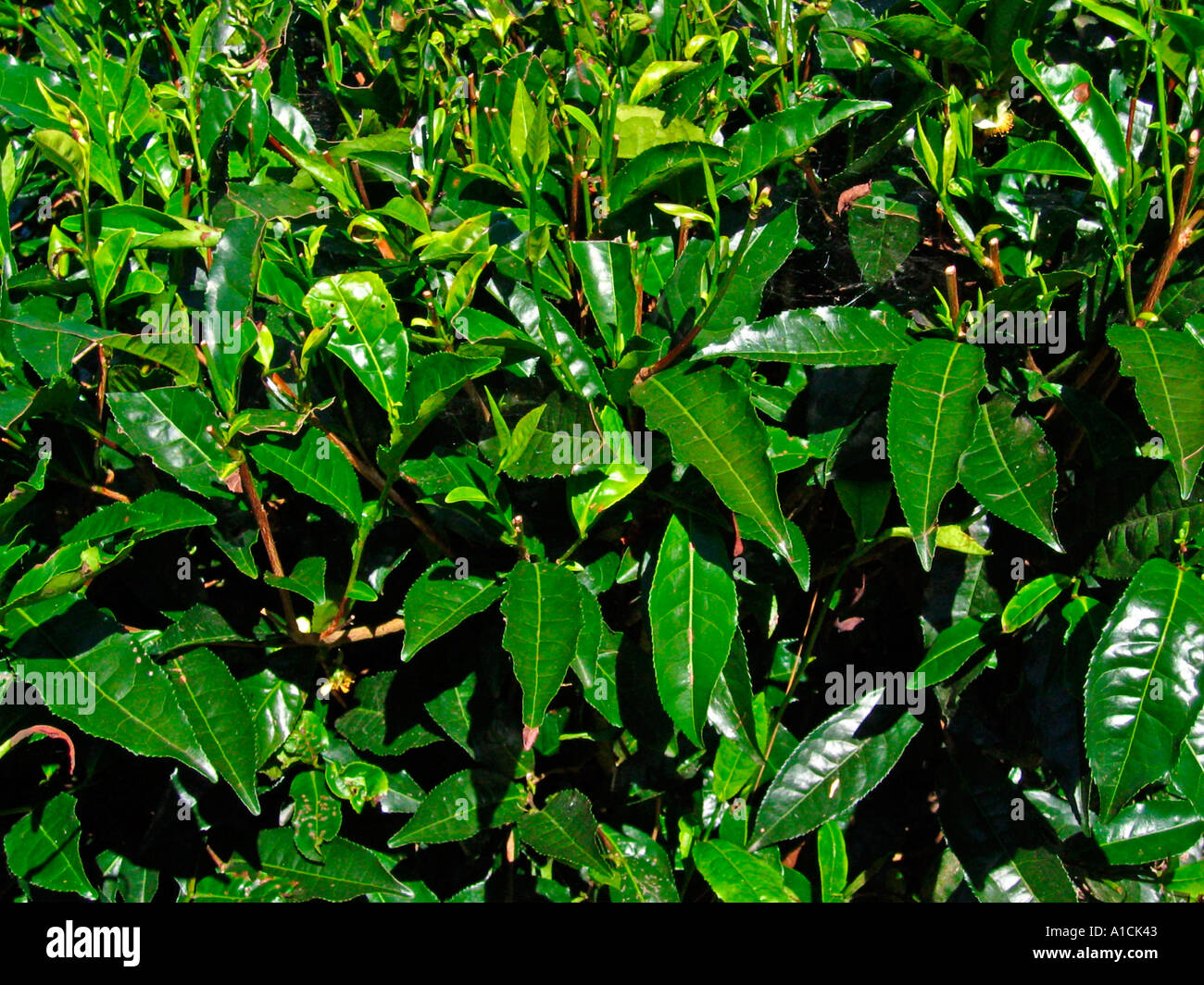 Tea bushes on plantation Cameron Highlands Malaysia Stock Photo - Alamy