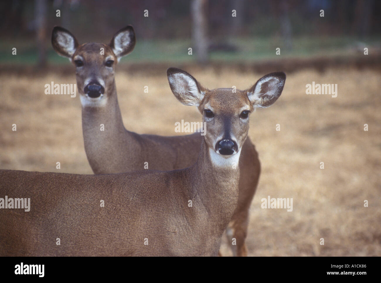 Two Whitetail Deer Stock Photo - Alamy