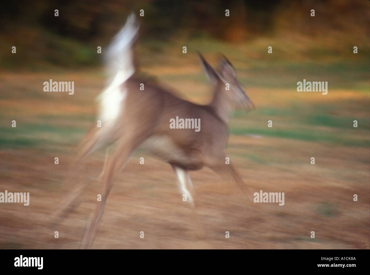 Whitetail Deer Leaping Stock Photo - Alamy