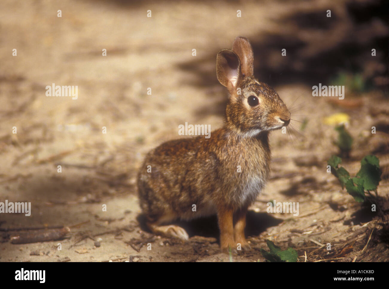 Danger mammal eyes rabbit hi-res stock photography and images - Alamy