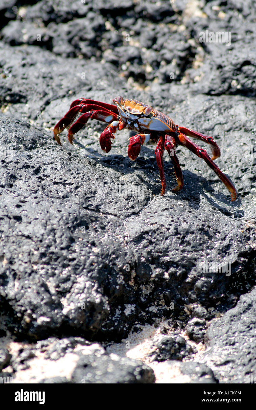 Red crab runs across volcanic rock at shoreline, Galapagos Islands ...
