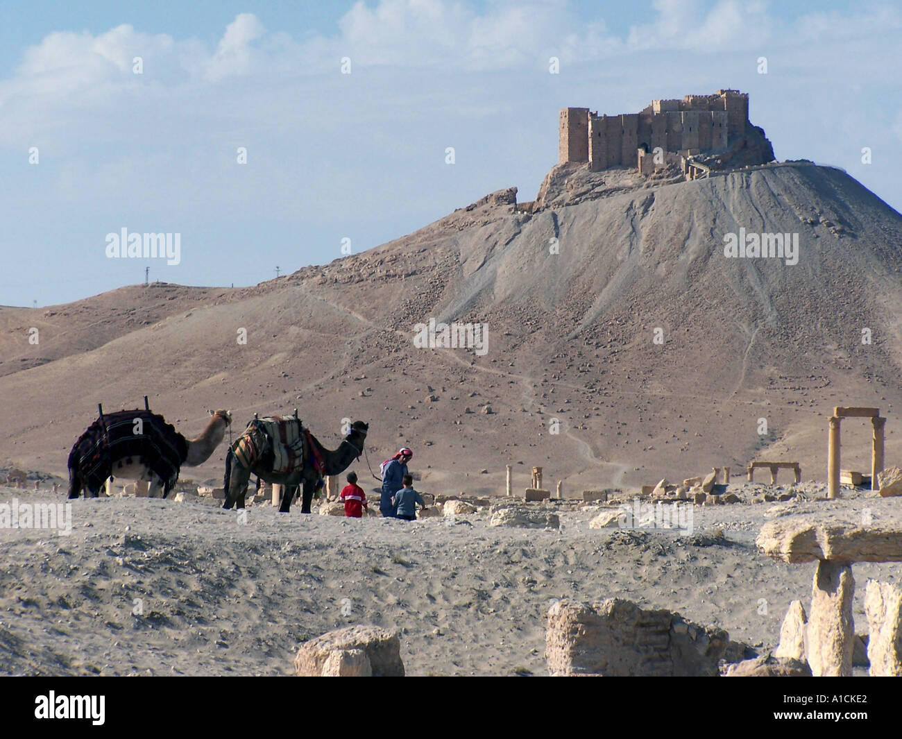 Camels palmyra syria ancient ruins hi-res stock photography and images ...
