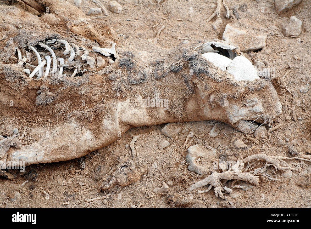 Decomposing dead baby seal, Galapagos Islands, South America Stock ...
