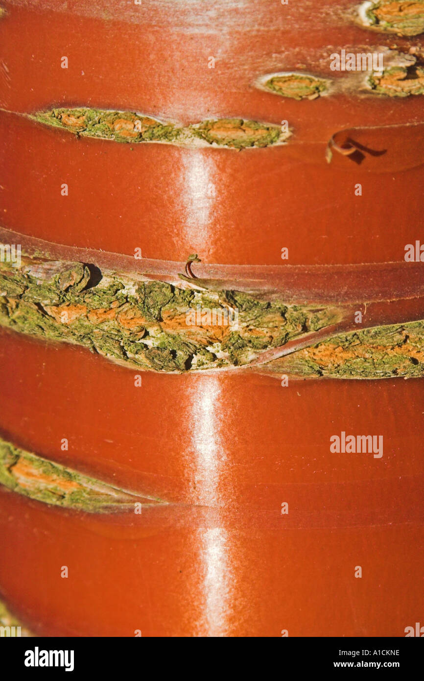 Red shiny bark hi-res stock photography and images - Alamy