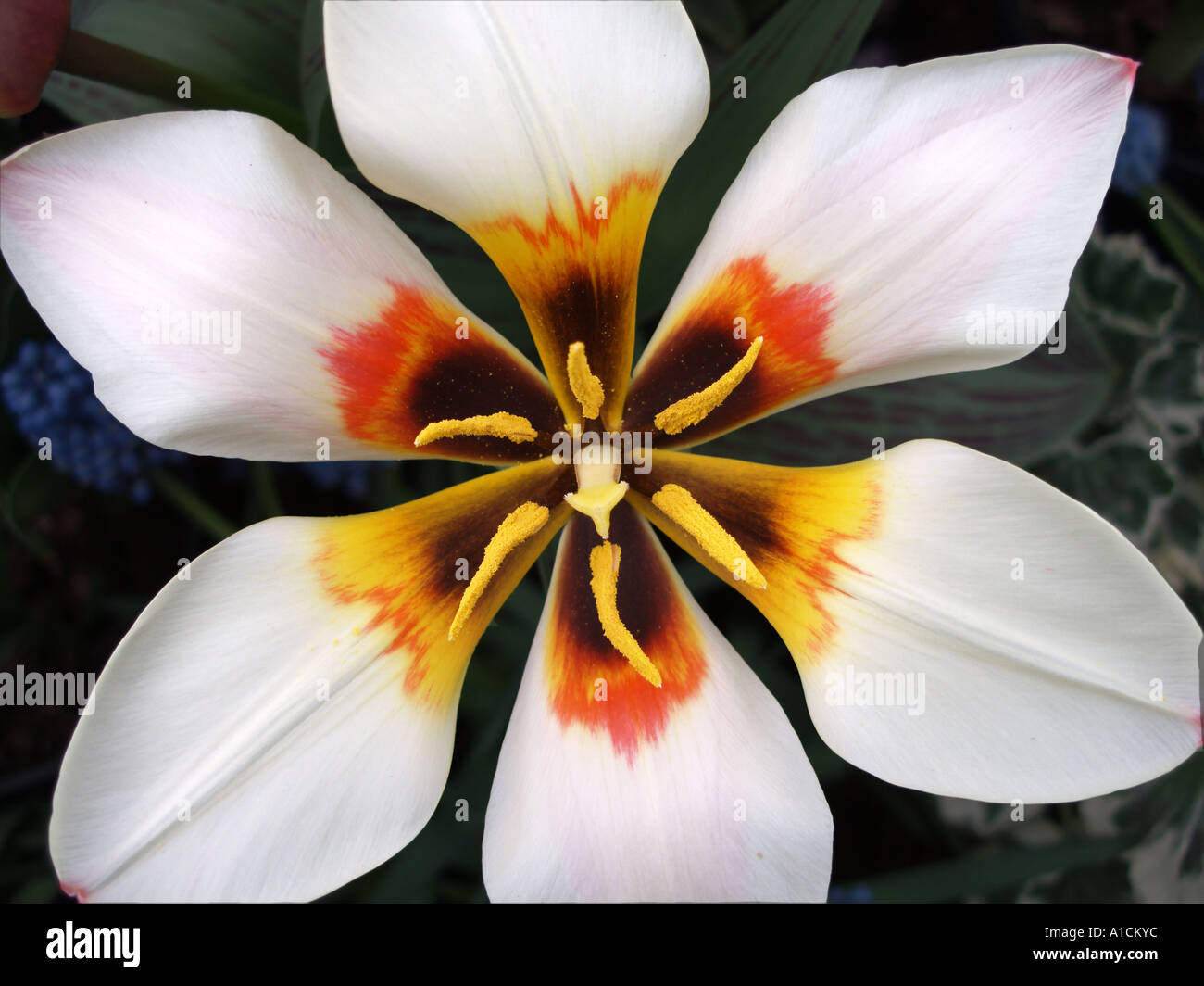 Tulip Mary Ann Stock Photo - Alamy