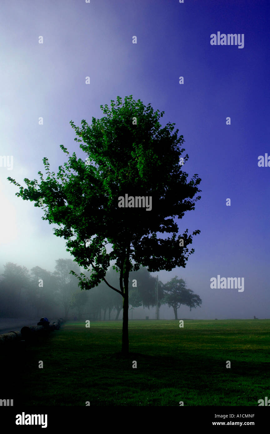 Early morning mist flowing through trees at beach park Stock Photo - Alamy
