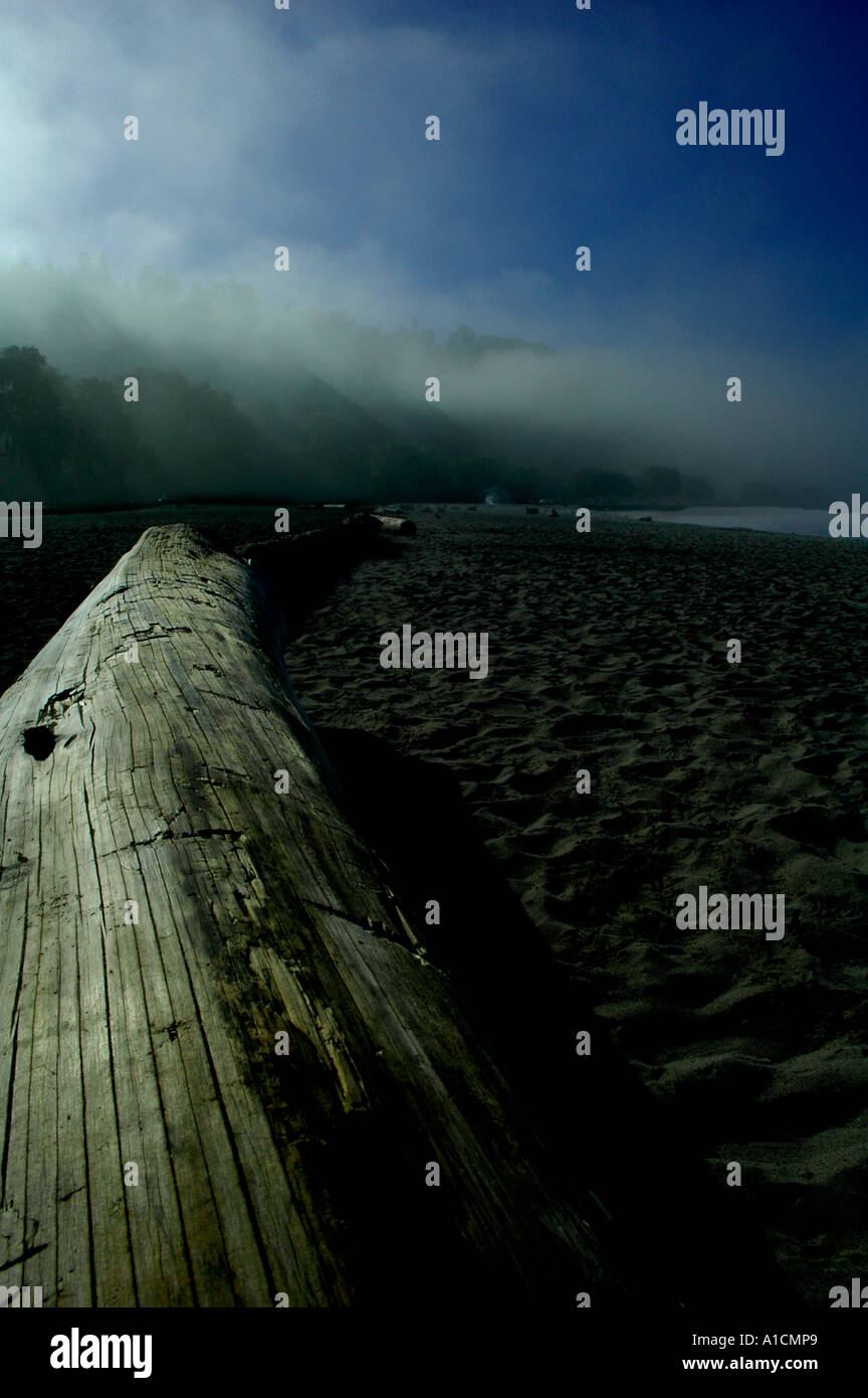Beach log on early fog morning Stock Photo - Alamy