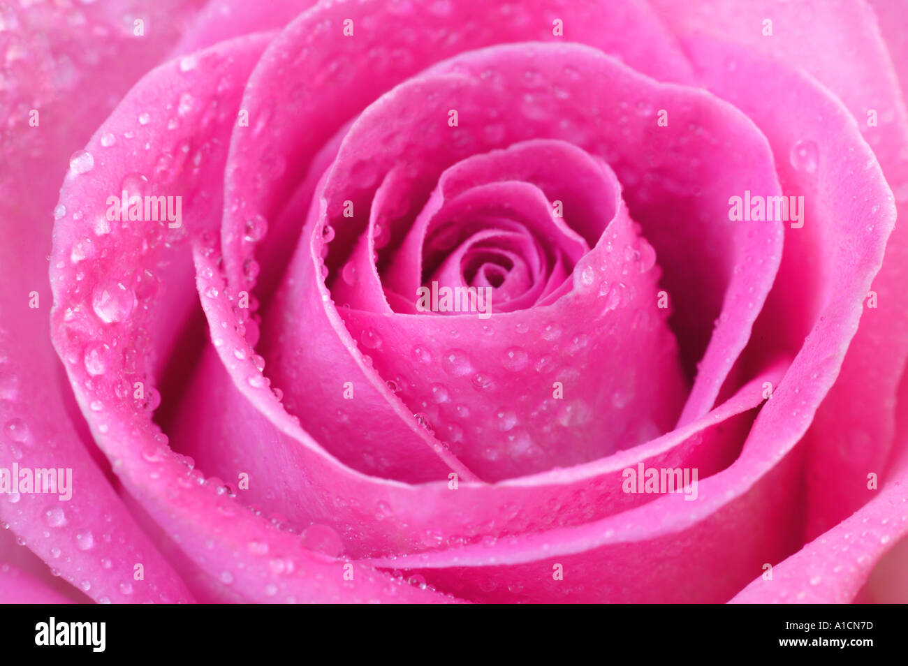 Pink rose waterdrops hi-res stock photography and images - Alamy