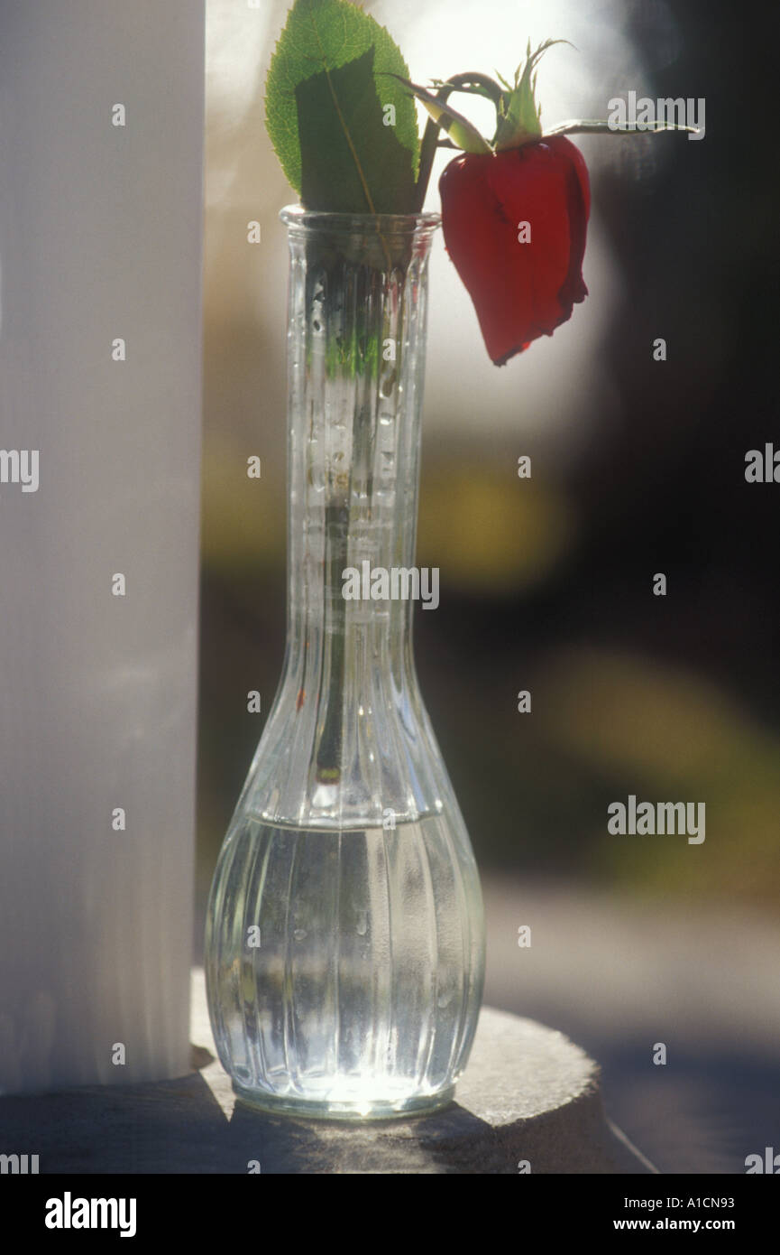 Wilting red rose hi-res stock photography and images - Alamy