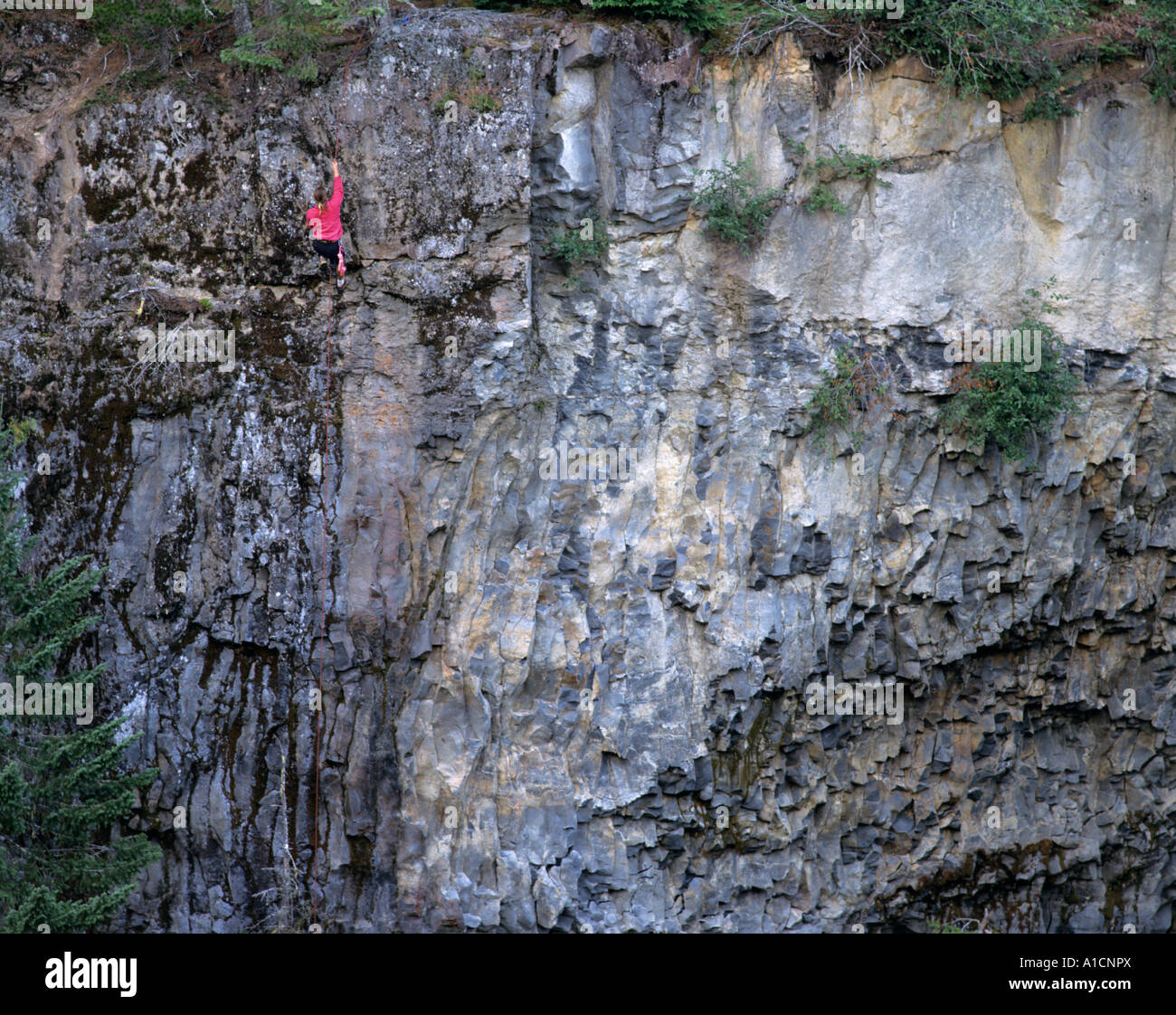 A man in a pink shirt climbing the face of a cliff Stock Photo - Alamy