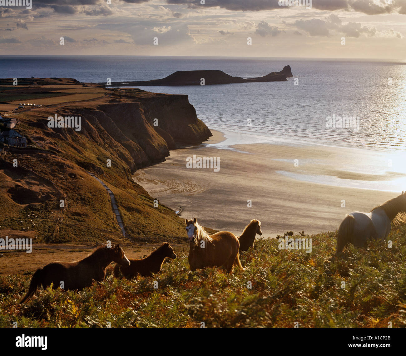 RHOSSILI BAY AND WORMS HEAD THE GOWER PENINSULA S WALES WITH HORSES IN ...