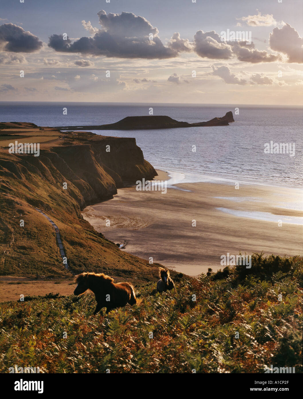RHOSSILI BAY AND WORMS HEAD THE GOWER PENINSULA S WALES WITH HORSES IN ...