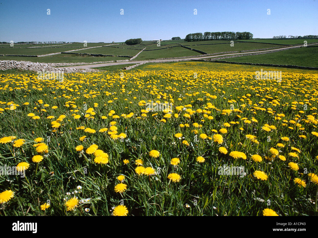 FIELD OF DANDELIONS WITH DRY STONE WALLS PEAK DISTRICT NATIONAL PARK ...
