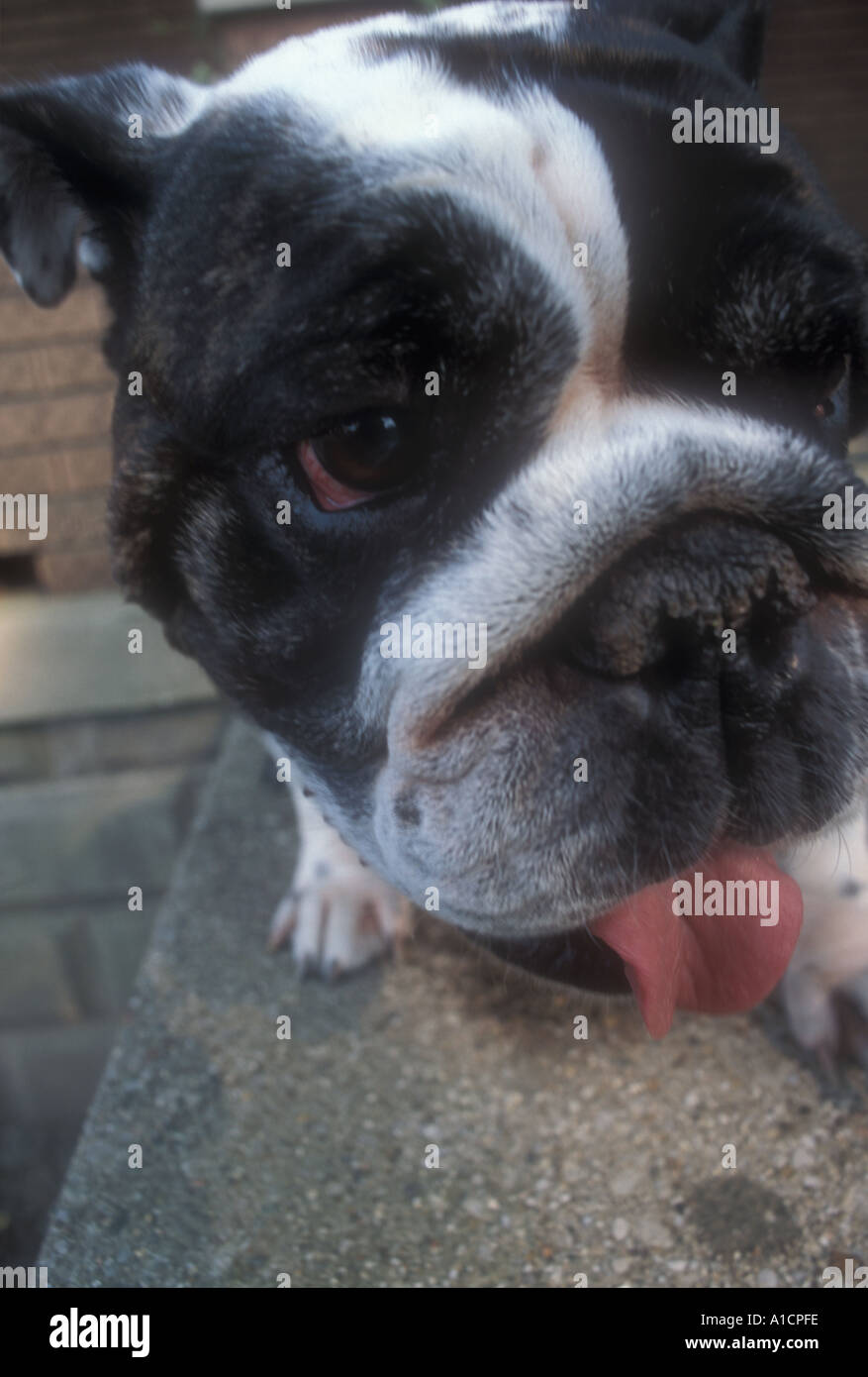 White bulldog paw hi-res stock photography and images - Alamy