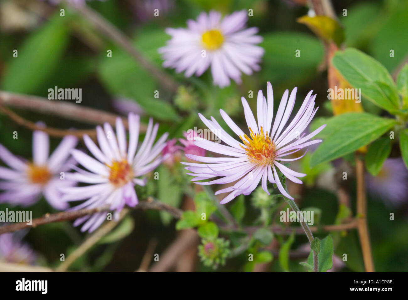 Pink Michaelmas Daisy Aster blossoms in wetlands area of Central ...