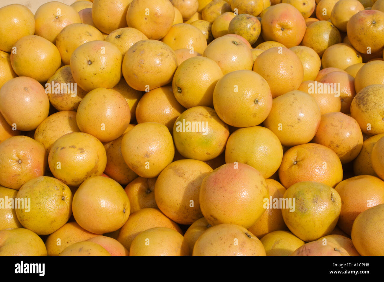 Large and small grapefruit for sale at flea market in Eustis, Florida ...