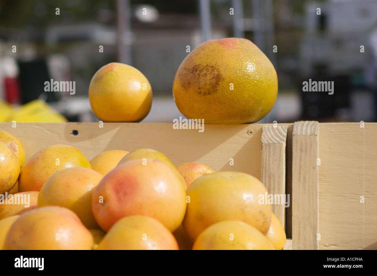 Large and small grapefruit for sale at flea market in Eustis, Florida ...