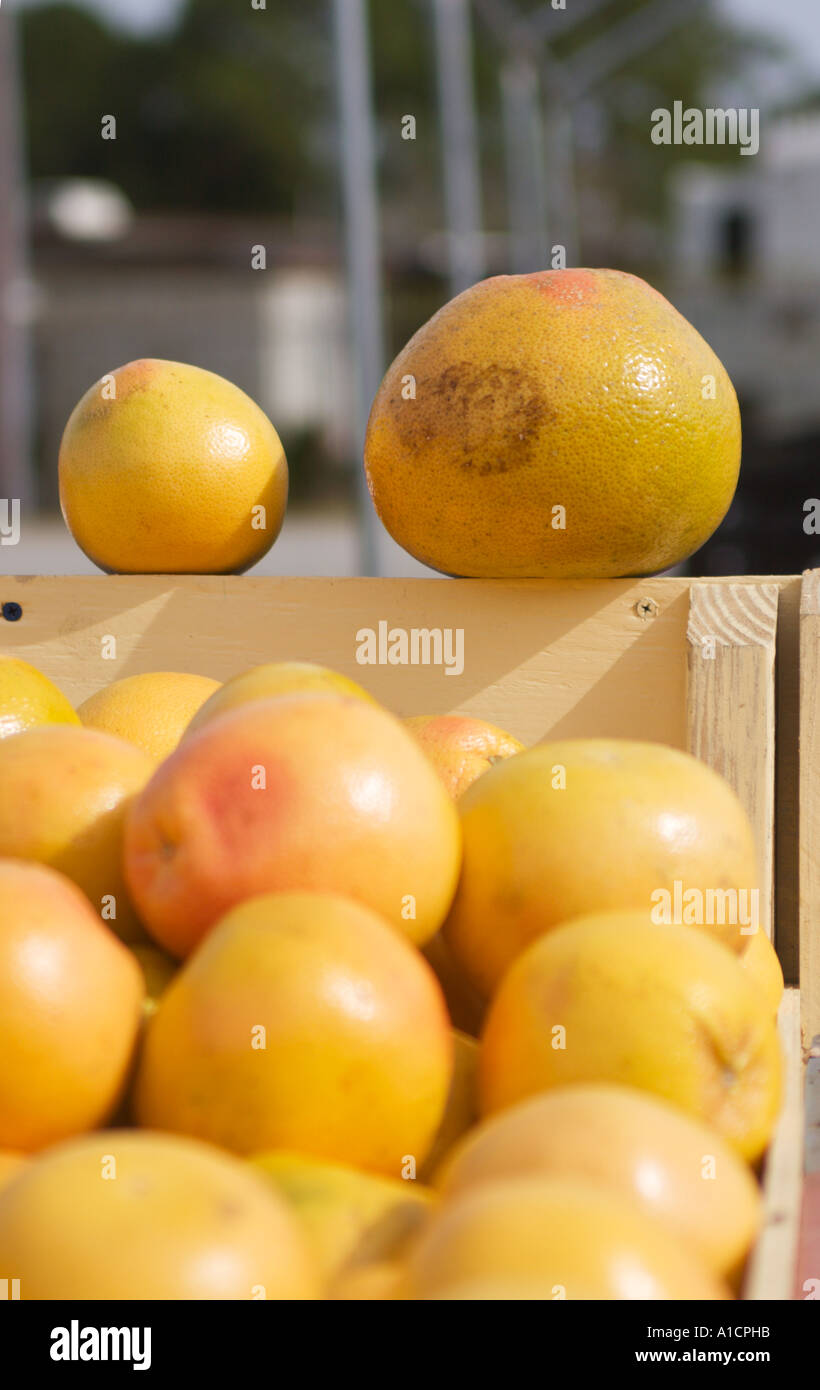 Large and small grapefruit for sale at flea market in Eustis, Florida ...