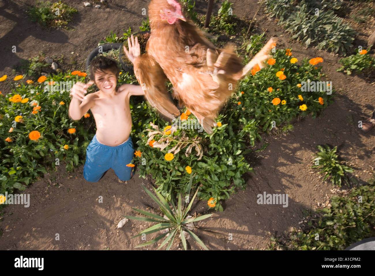 Tie up chicken hi-res stock photography and images - Alamy