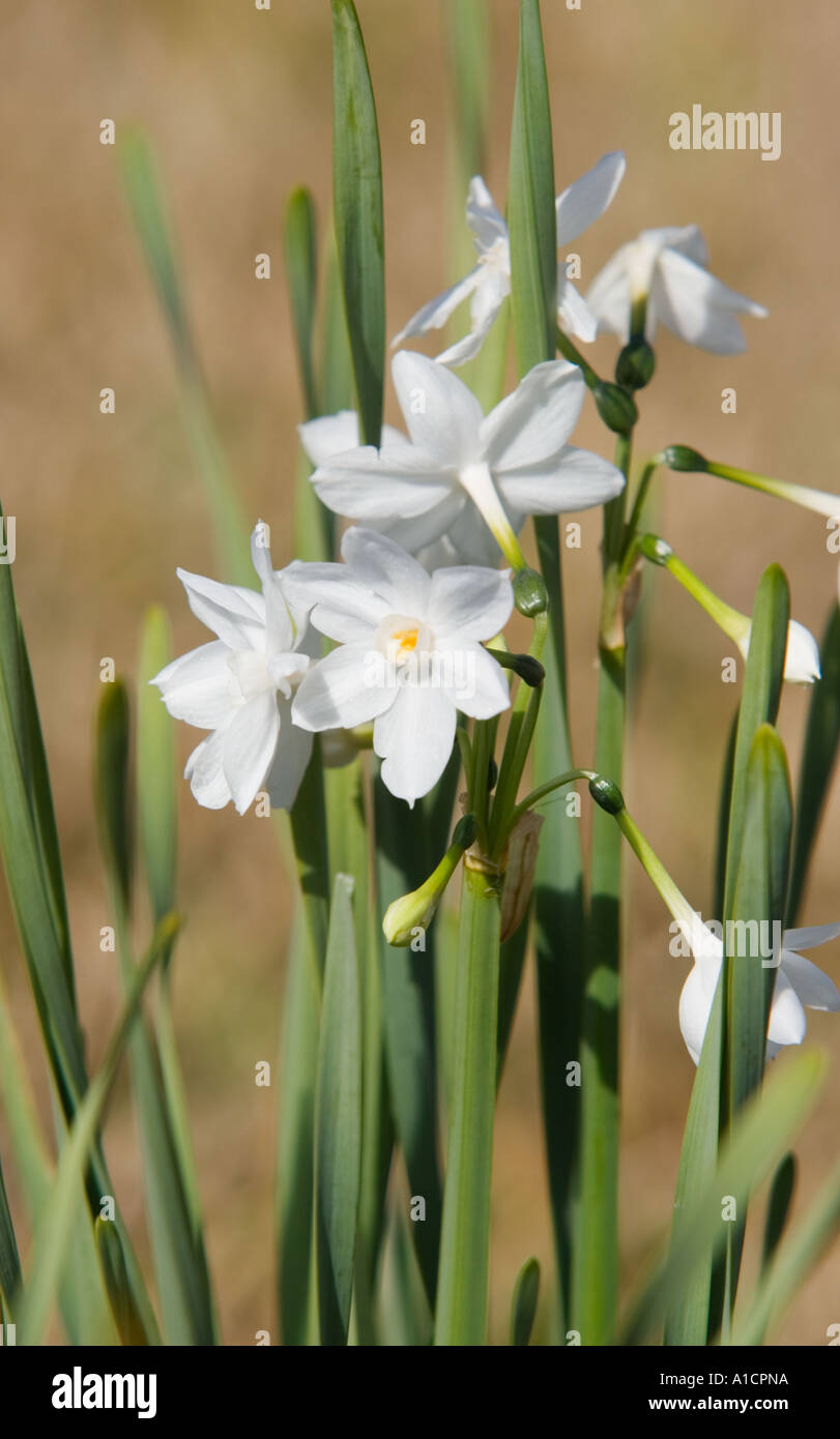 Papyraceous hi-res stock photography and images - Alamy