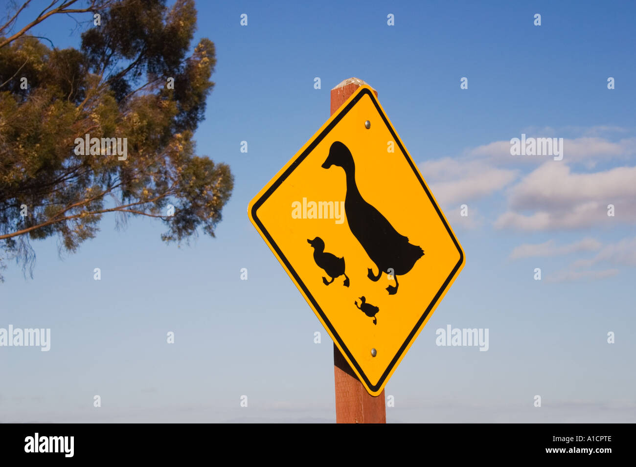 Duck x ing hi-res stock photography and images - Alamy